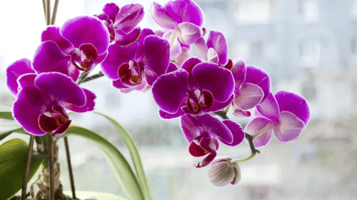 Flower Meanings: Discover Your Floral Personality - Feral Rose Floral ...