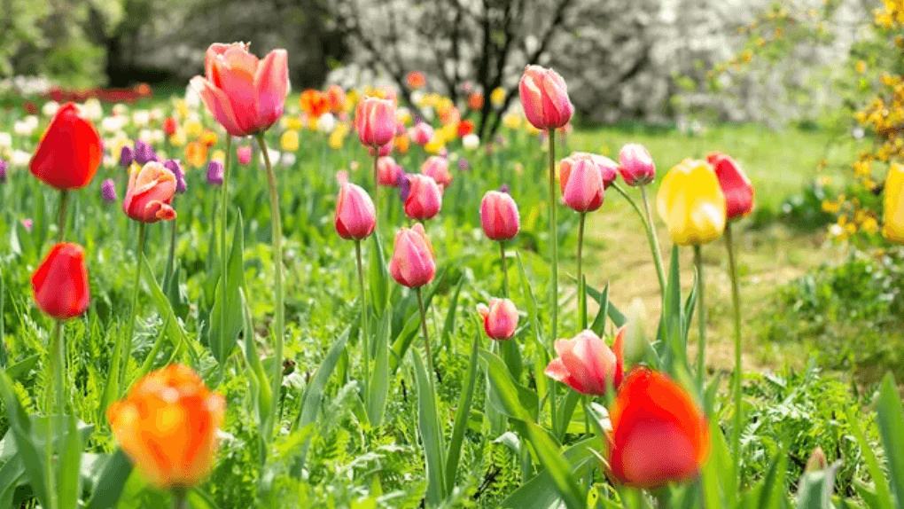 Flower Meanings: Discover Your Floral Personality - Feral Rose Floral ...